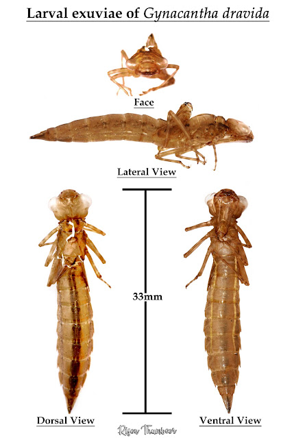 Dragonflies and Damselflies Of Kerala: Larvae and Exuviae