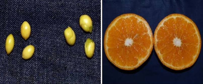 Polyembryony , Its type and example