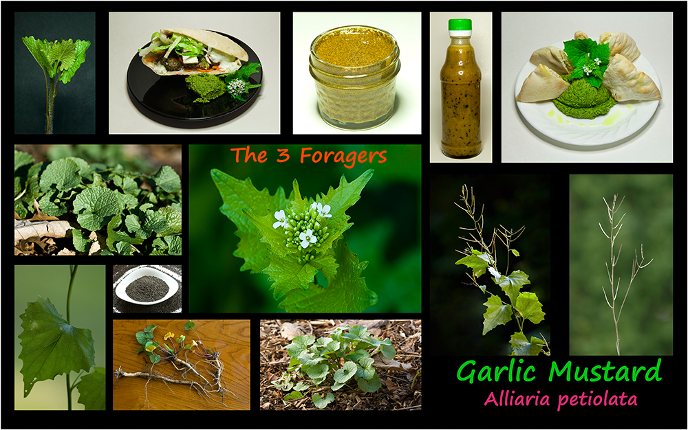The 3 Foragers: Foraging for Wild, Natural, Organic Food: Photo Collage ...