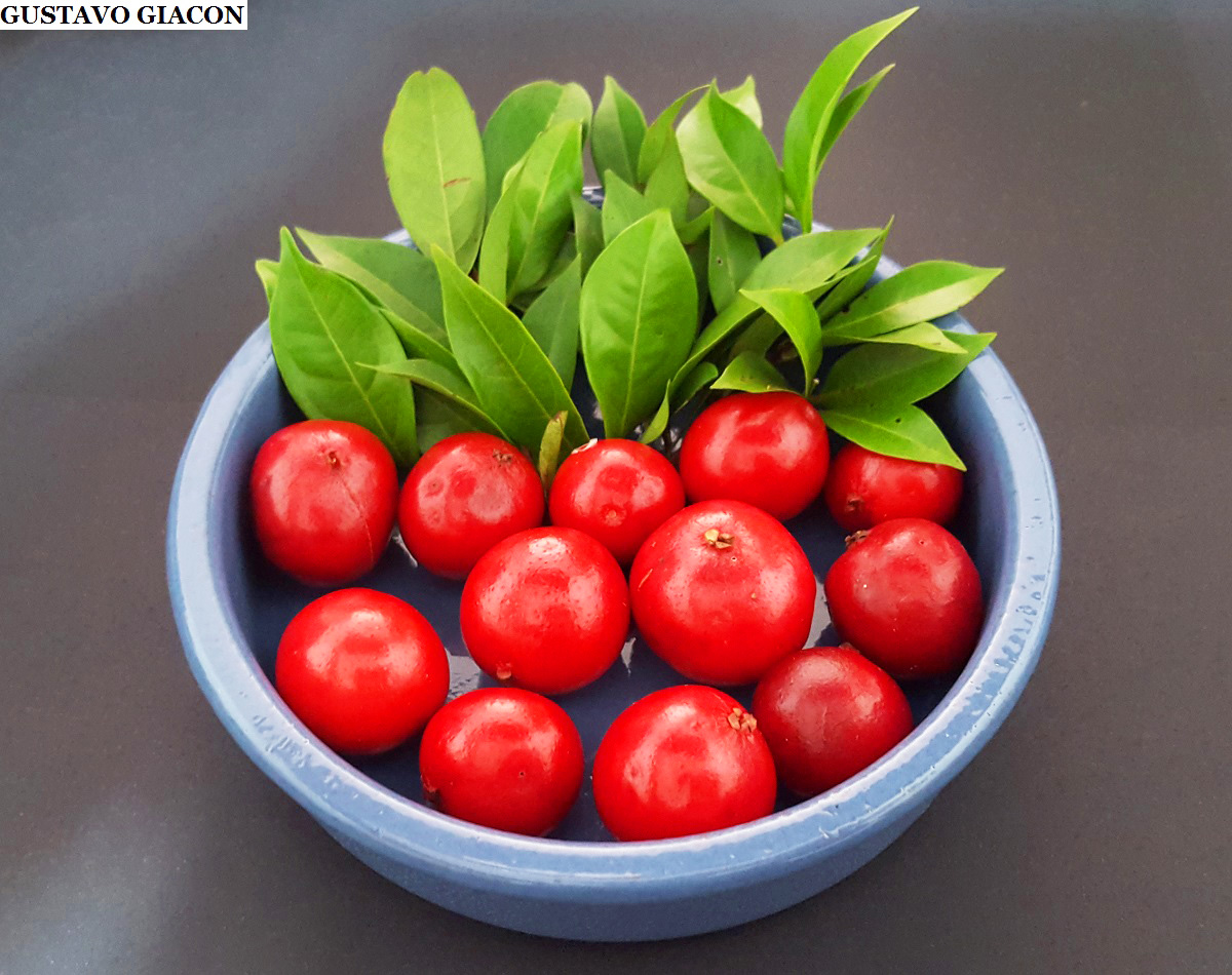 Viveiro Ciprest - Plantas Nativas e Exóticas: Ubaia Rubi ou Princesinha ...