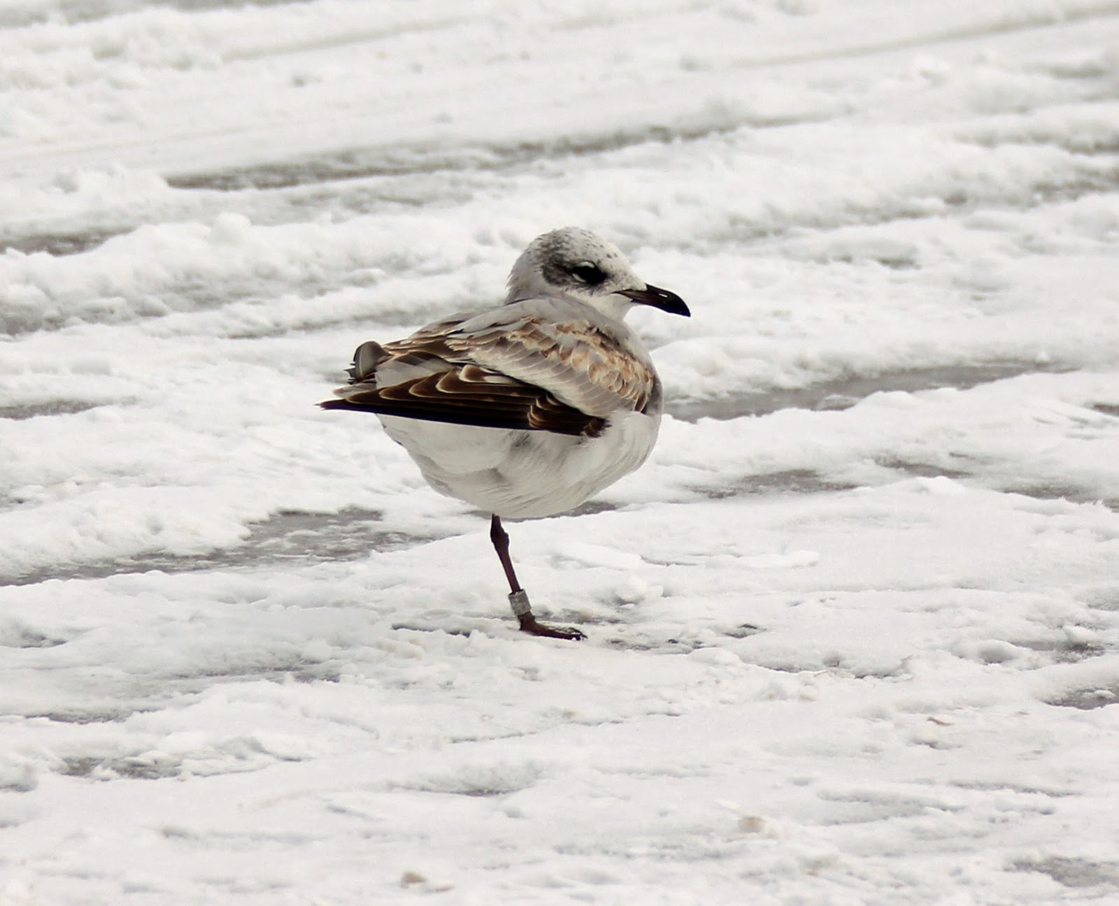 OSLO BIRDER: Finally...Med Gull