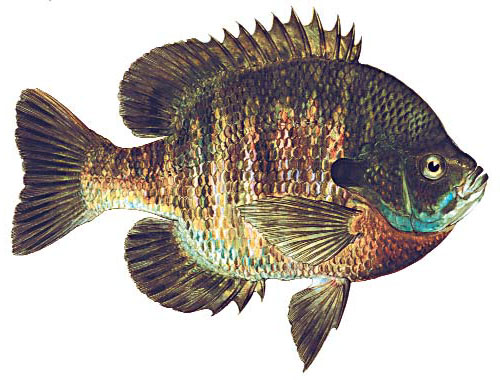 Adirondack Diver: Common Freshwater Fish in New York Part 2