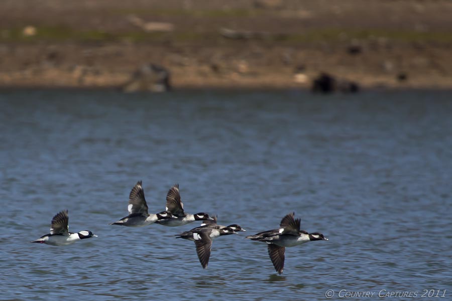 Country Captures: Divers, Large and Small