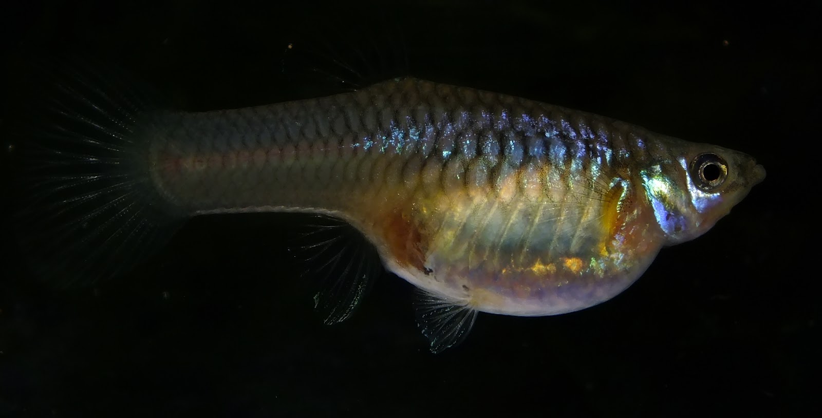 Yellow Swordtail Guppies