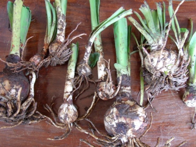 Simple Garden Thoughts