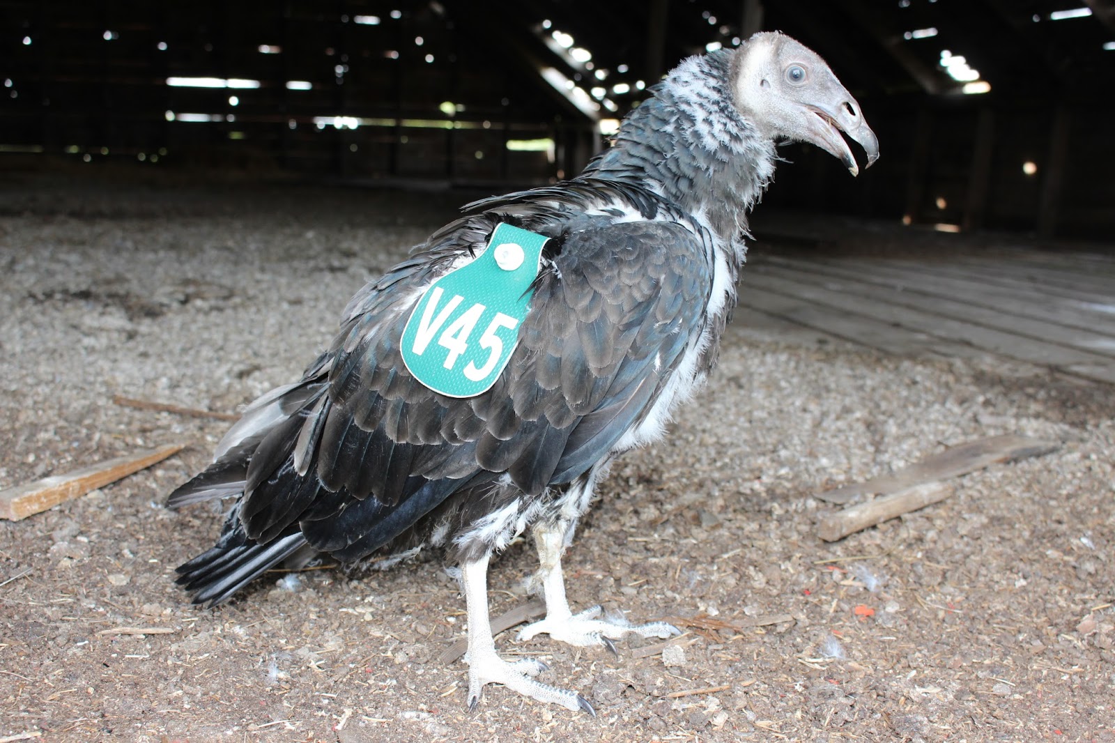 Bird Banding in Saskatchewan: Turkey Vulture tagging in southeastern ...