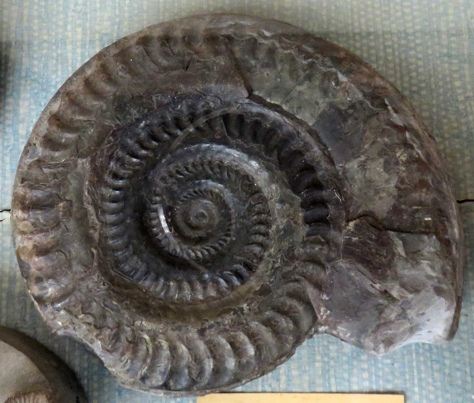 Louisville Fossils and Beyond: Hildoceras bifrons Ammonite Fossil