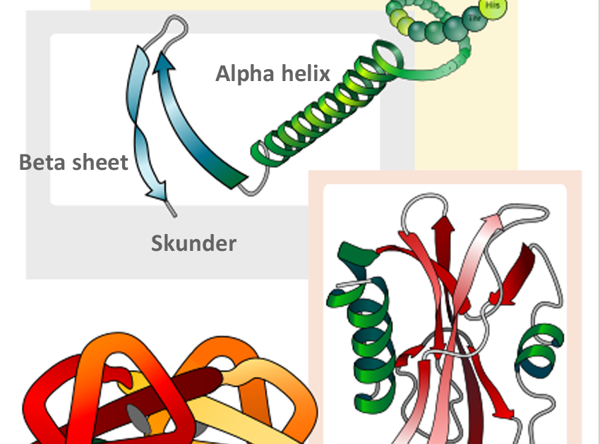 Strukturenzimprimersekundertersier