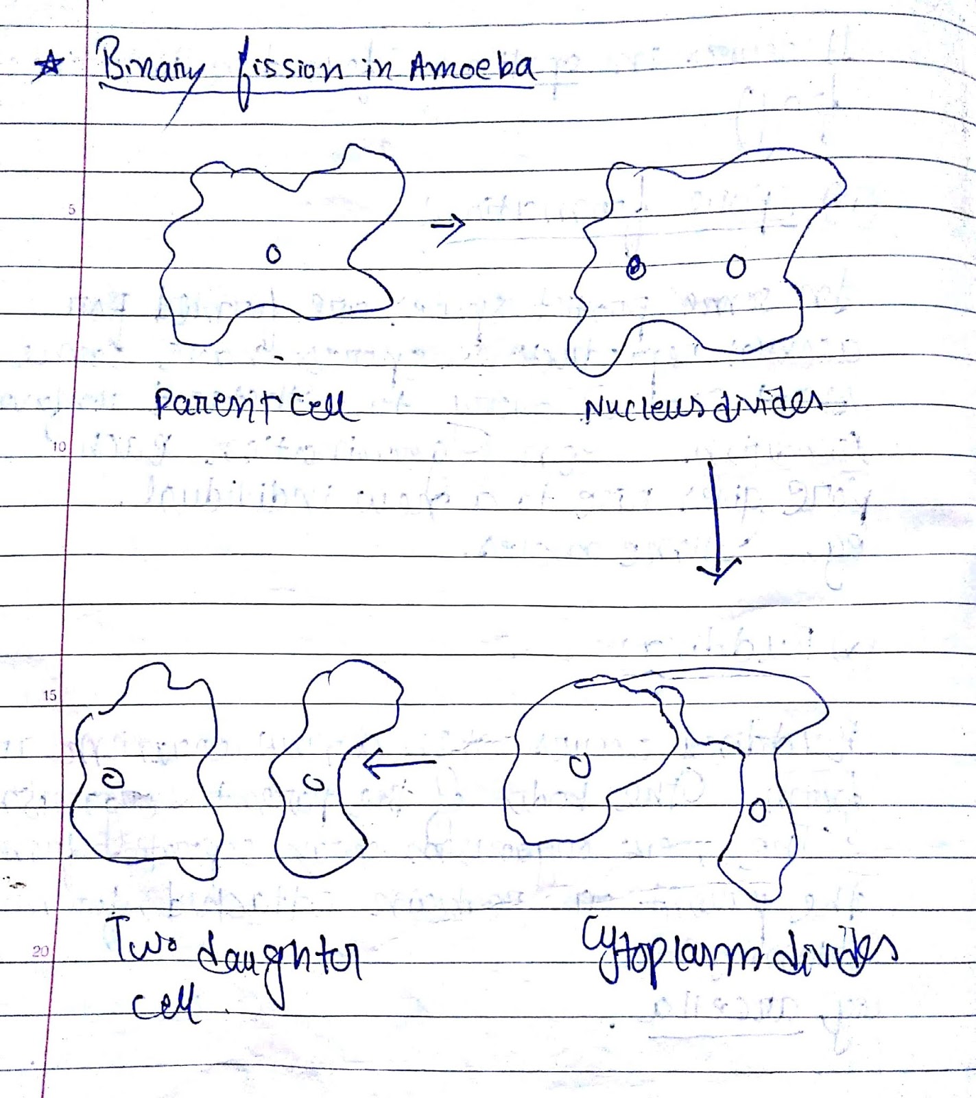 Locomotion and Reproduction in Protists