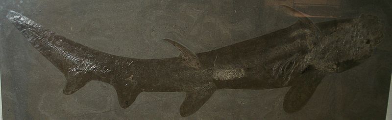 O Livro da Natureza: Tubarão