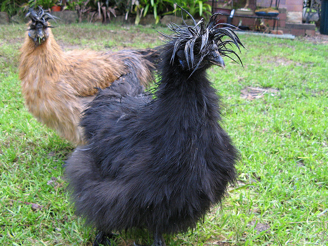 The Silkie – Tribble Rabbit Muppet Chicken Thingy | The Ark In Space