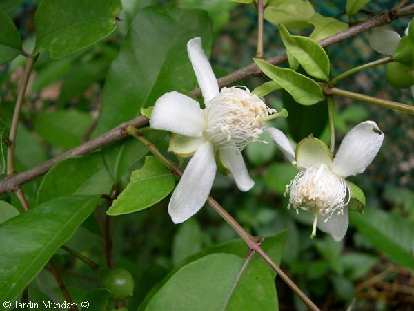 Sangrando en verde: Psidium friedrichsthalianum, el Guayabo Cas de ...
