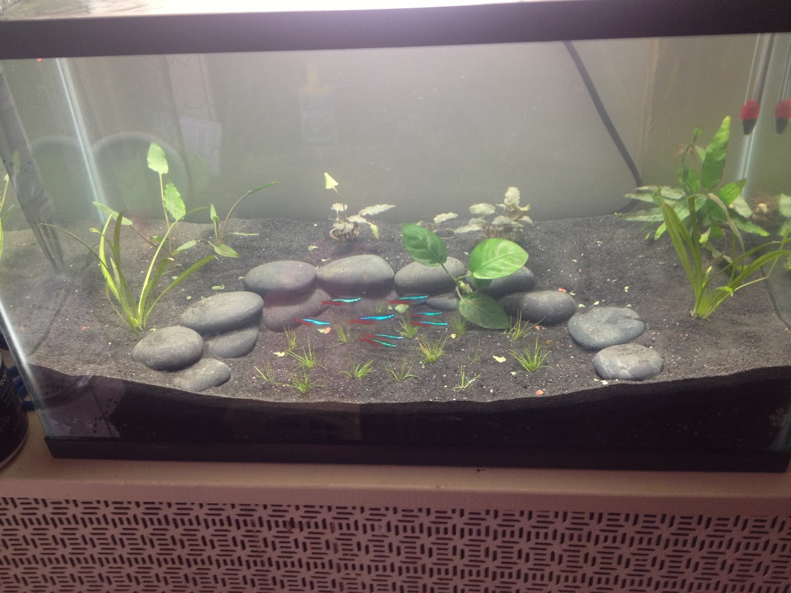 Three J's and Y: NEMO and other fish talk (photo update)