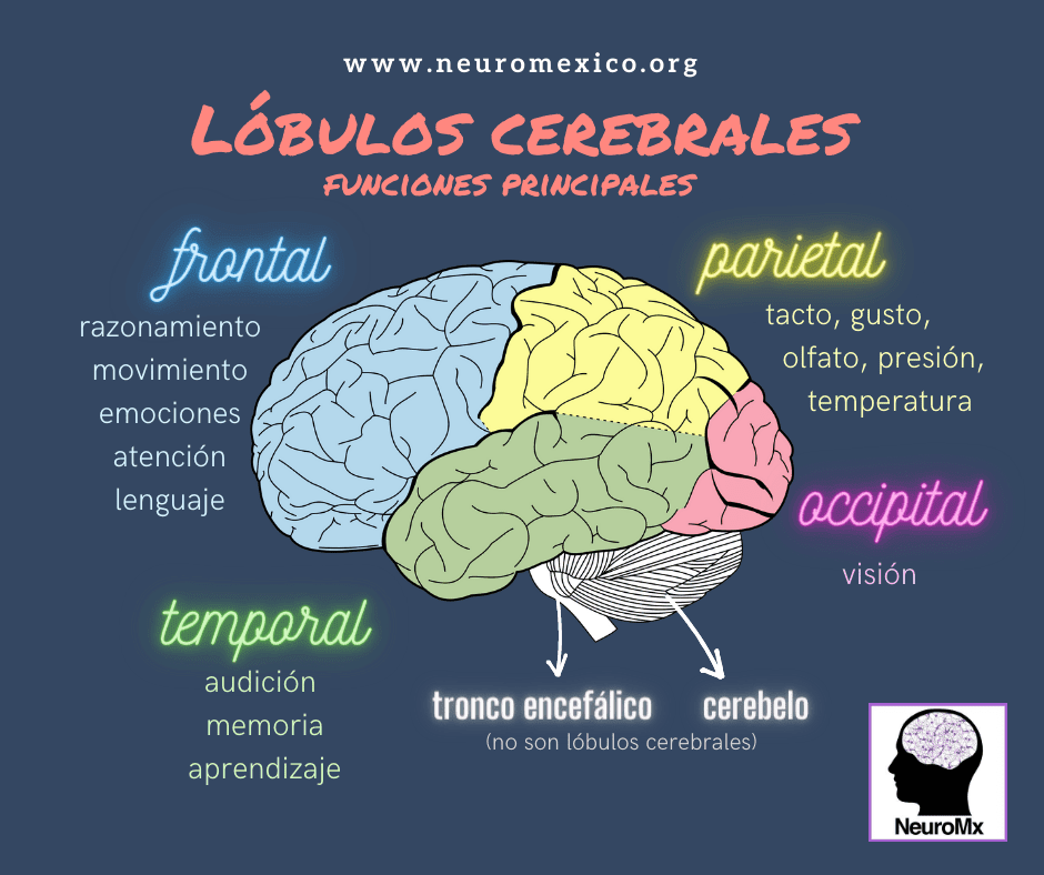 Los lóbulos cerebrales - Función y trastornos