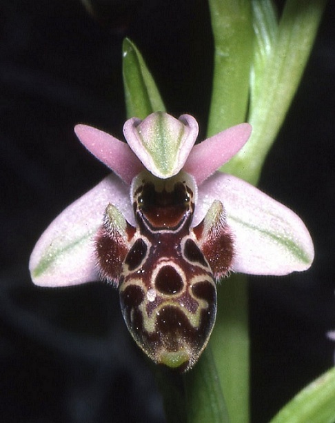 alamcyber 2020: Aneh Bunga Orkid Ini Menyerupai Lebah