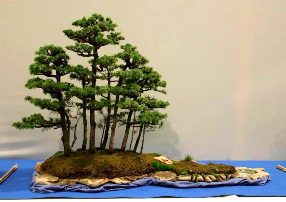 TODO BONSAI: Fotos de Bosques de Bonsai.