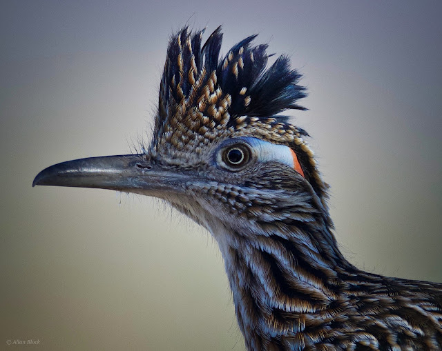 Feather Tailed Stories: Greater Roadrunner