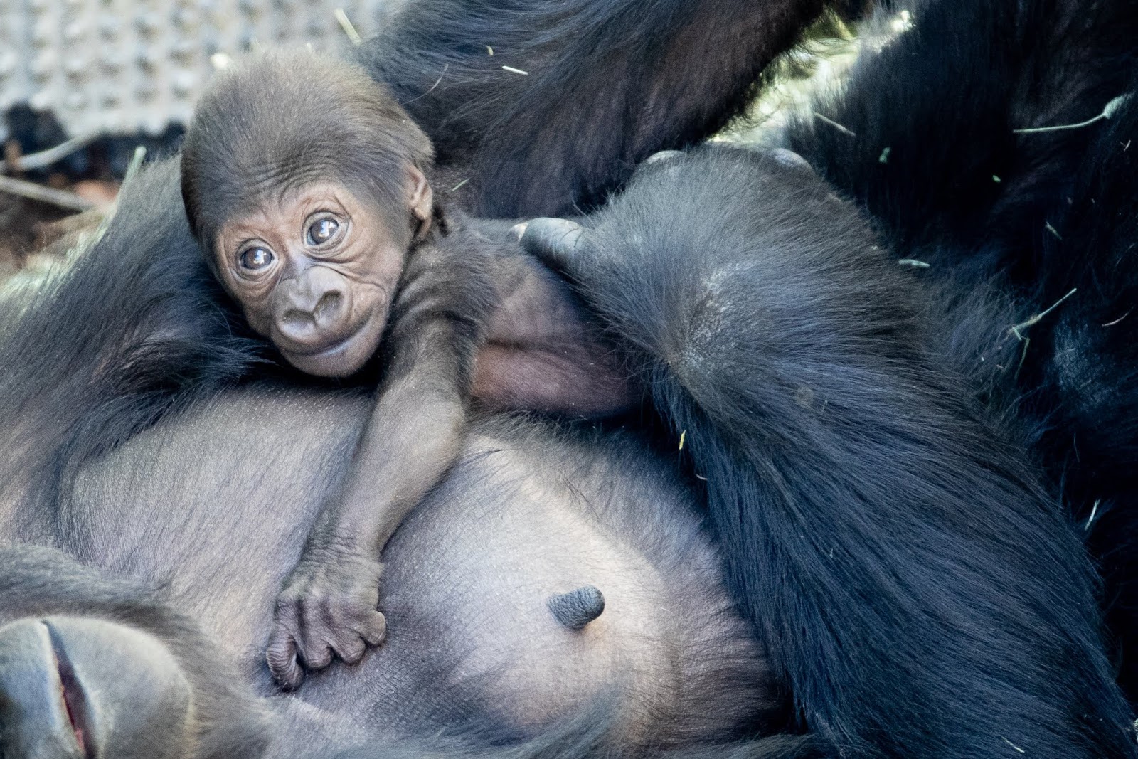 Uzumma and Kwame share new milestones with baby gorilla