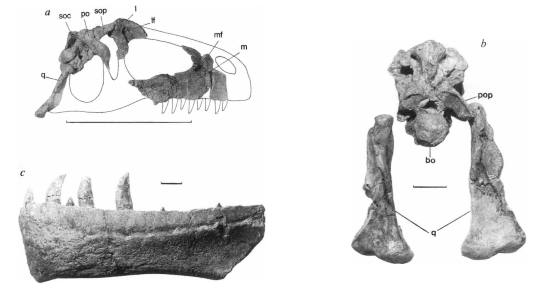 My Prehistoric Saga: Dino Bios: Giganotosaurus.