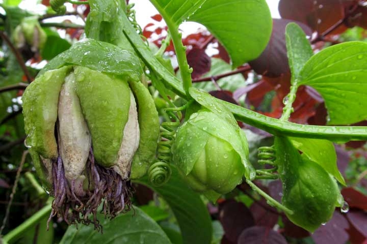 vansaka'blog: MARKISAH BESAR (Passiflora quadrangularis)