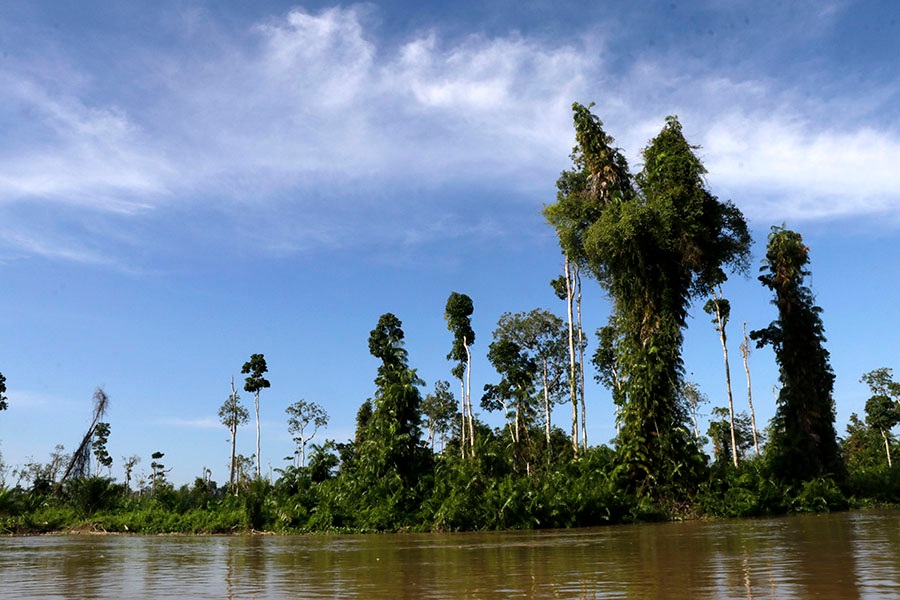 Pengertian Rawa, Jenis Jenis Rawa, Ciri-ciri dan Manfaatnya bagi ...