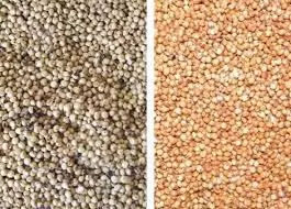 A MAGYAROK TUDÁSA: Gyógynövények alkalmazása, Gyűjtése - Fizikai és ...