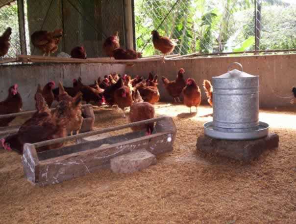 INFORMACIONES AGRONOMICAS: Gallinaza como fertilizante