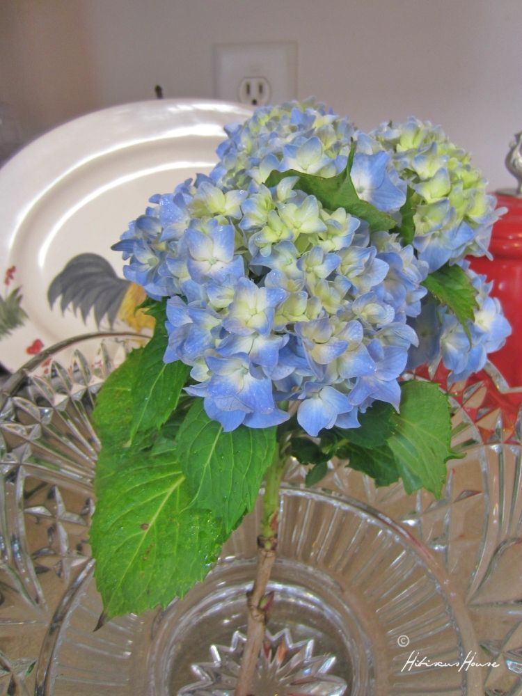Hibiscus House: Arranging Beautiful Hydrangeas!