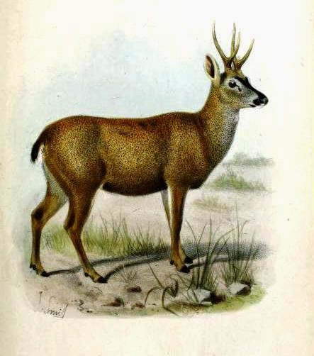 HISTORIAS ZOOLOGICAS: JOHN BELL HATCHER: UN CAZADOR DE FOSILES EN LA ...