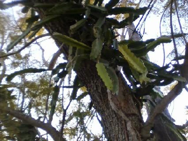 Report from the Florida Zone: Another Climbing Cactus