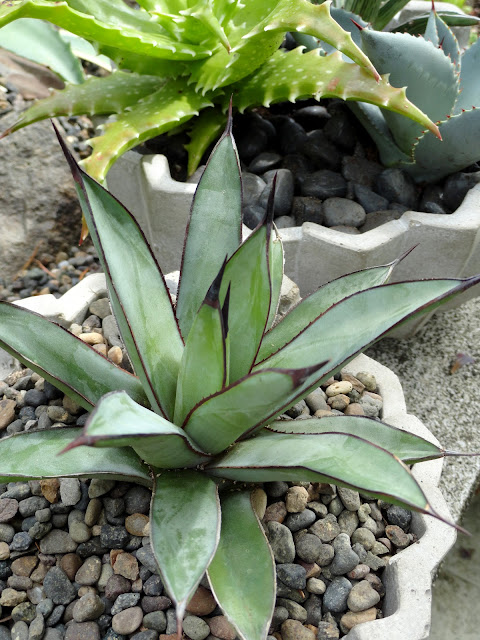 danger garden: My visit to Potted (for outdoor living) in L.A.…