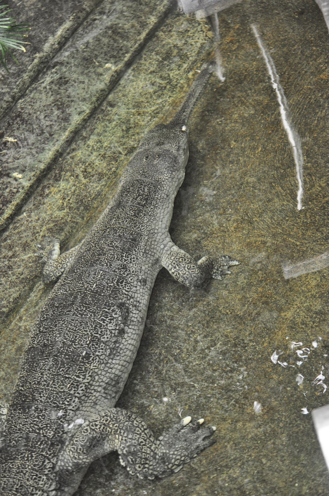 ZOOTOGRAFIANDO (6.100 ANIMALS): GAVIAL / GHARIAL (Gavialis gangeticus)