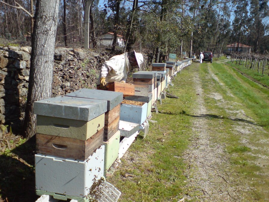 CRIAÇÃO DE ANIMAIS: O Apiário