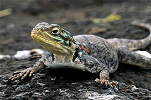 Reptiles Rawr!: Mwanza Flat-headed Agama