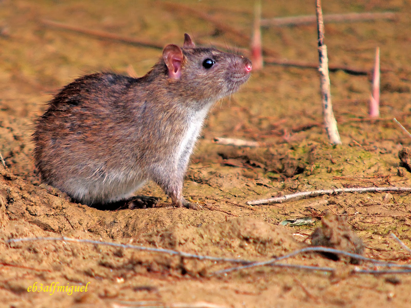 Miguel fotografia: Rata