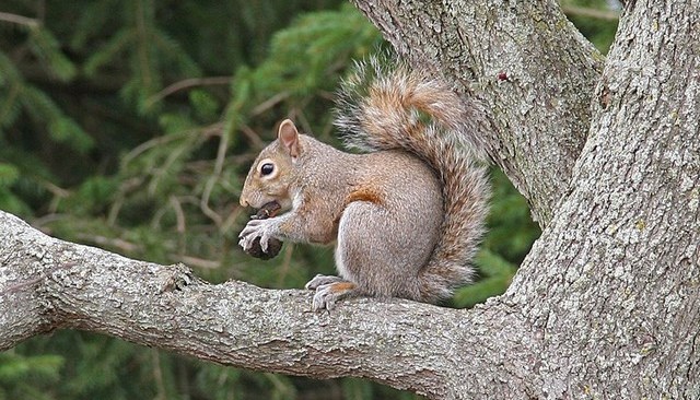 In Good Company: TEDDY THE SQUIRREL AND THE OAK TREE©