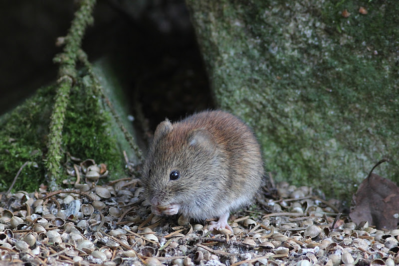 Mians blogg: "Våra" sorkar