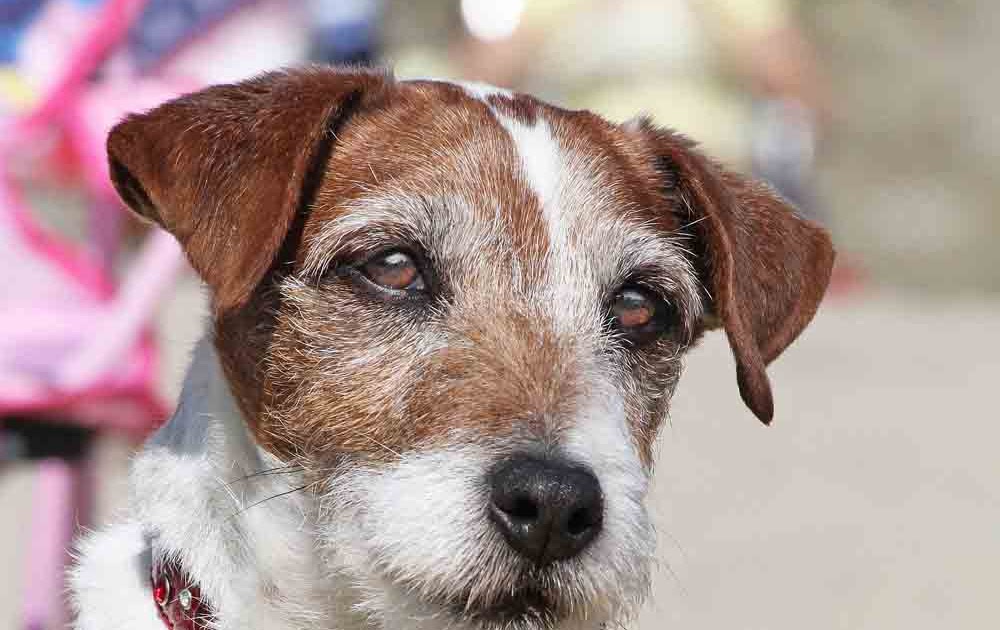 UGGIE TO WALK RED CARPET AT GENESIS FETE