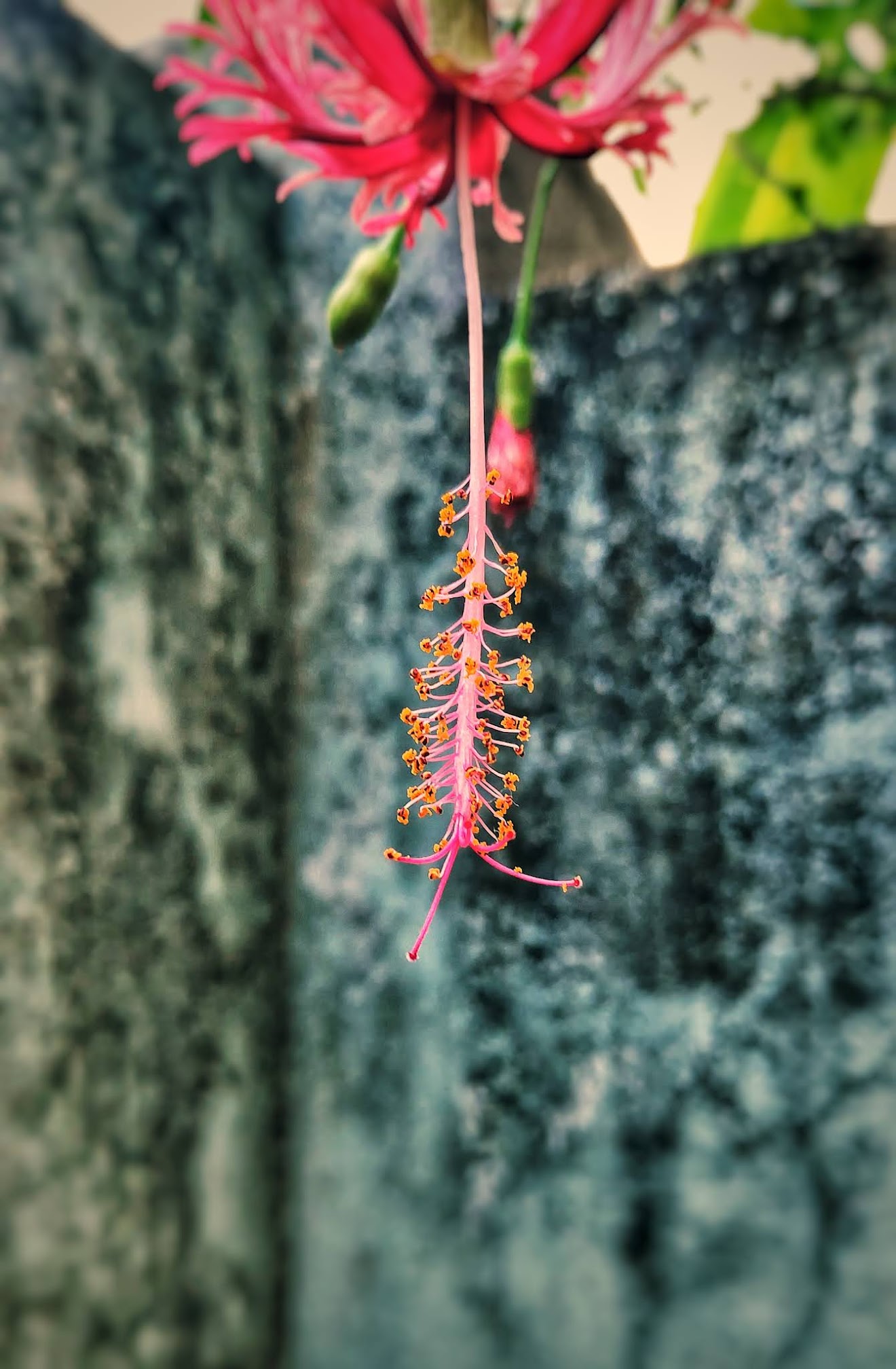 That Colorless Flower