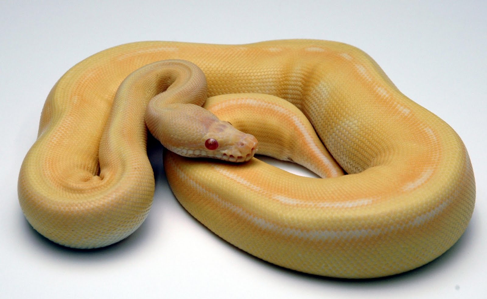 Internacional Microcuentista -: El hermano serpiente