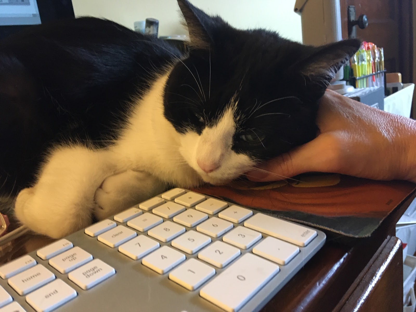 It's all about the cats!: Office assistant level: Expert
