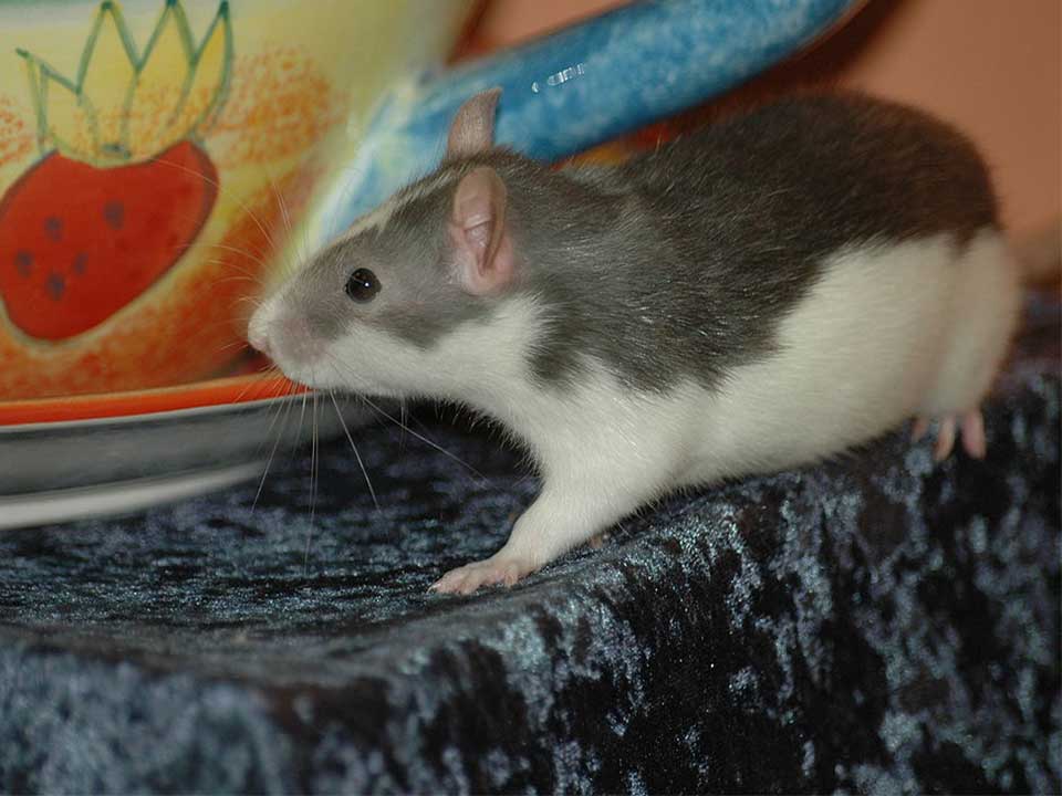 Fancy Rat | Intelligent, Loyal and Easily Trainable Pet Rat