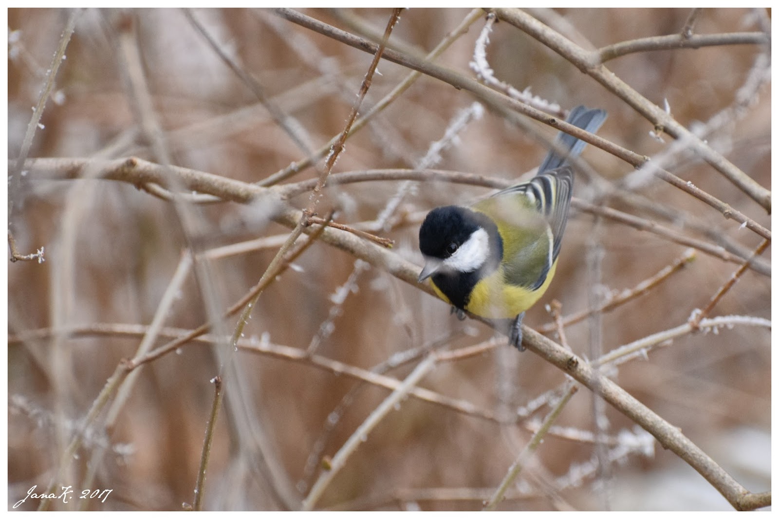 Dulcibela78: Ptáčci