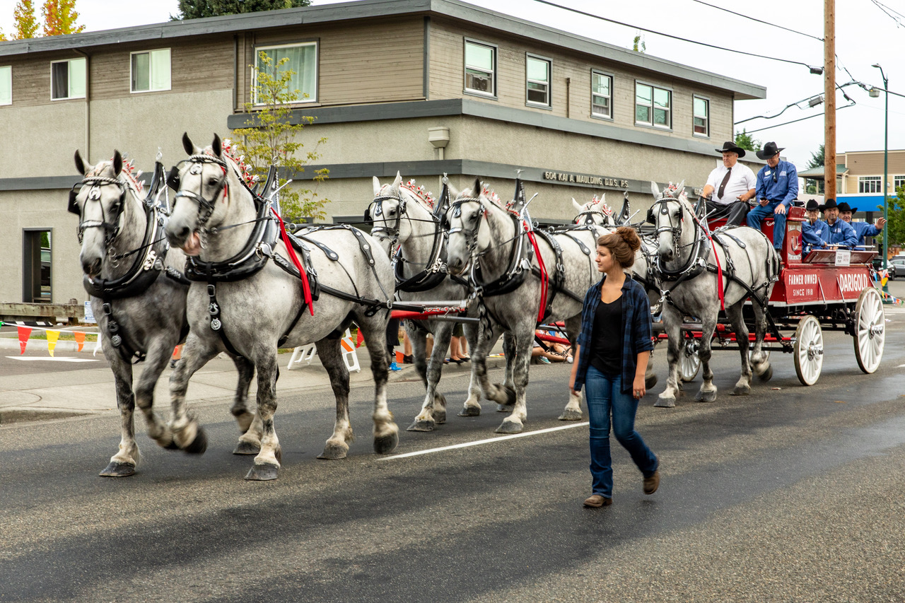 Shoreline Area News: Destinations: Do the Puyallup - rodeo parade