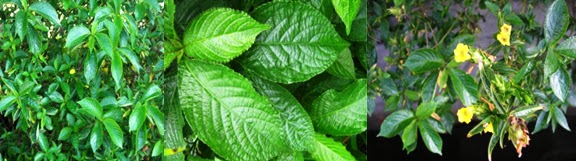 Herba & Tumbuhan: PECAH BELING (Strobilanthes crispus) UBAT TERBAIK ...