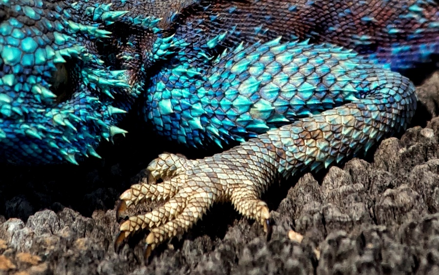 Tough skin.: Lizard Back Pack