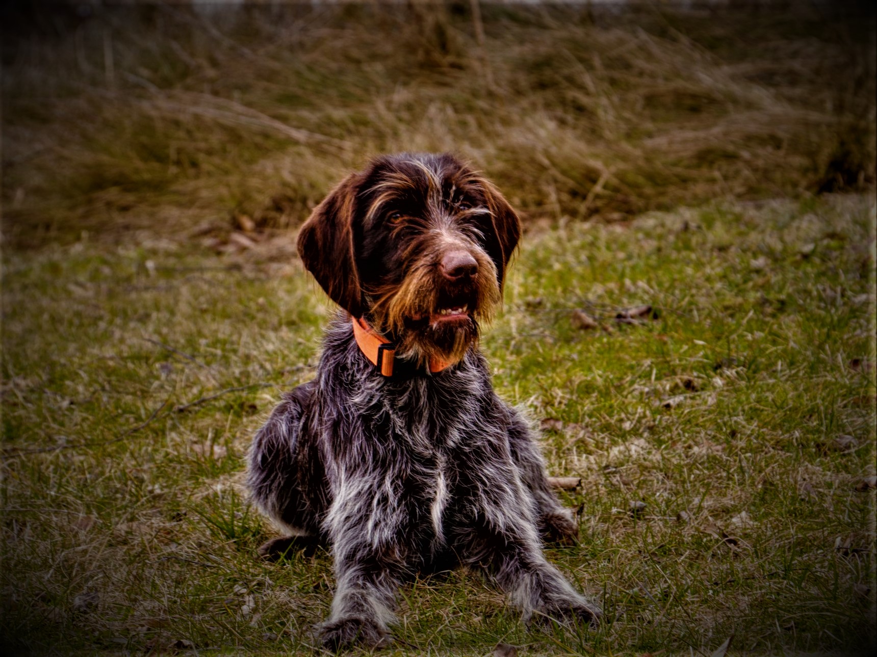 Wirehaired Pointing Griffon dog breed, Griffon korthals dog breed ...