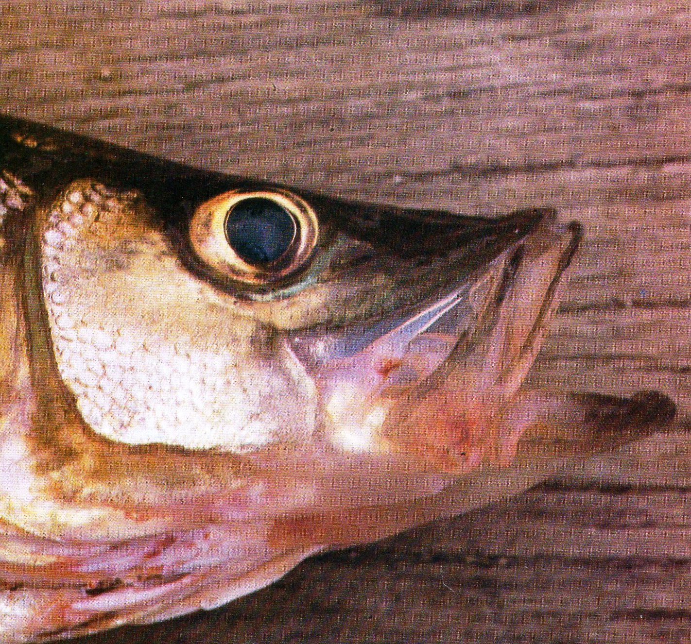 Revista Aruanã Lazer e Esporte no Meio Ambiente: É ÉPOCA DE - ROBALOS À ...