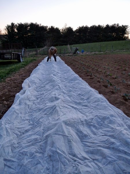 Homestead Hill Farm: Sunday Walkabout 4-6