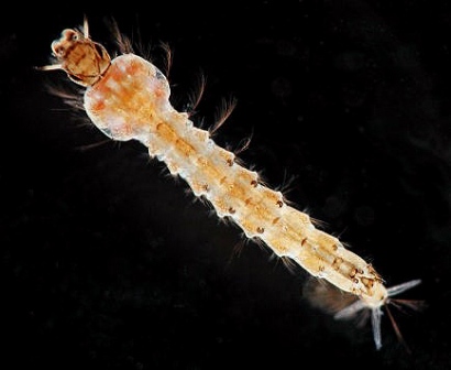 Imágenes de Salud: Imágenes del mosquito Anopheles(Paludismo)